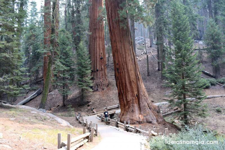 Sequoias National Park: Guia completo com dicas imperdíveis
