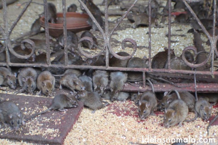 Índia: O templo do rato em Bikaner - Ideias na mala