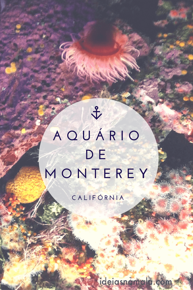 Califórnia: O fantástico aquário de Monterey