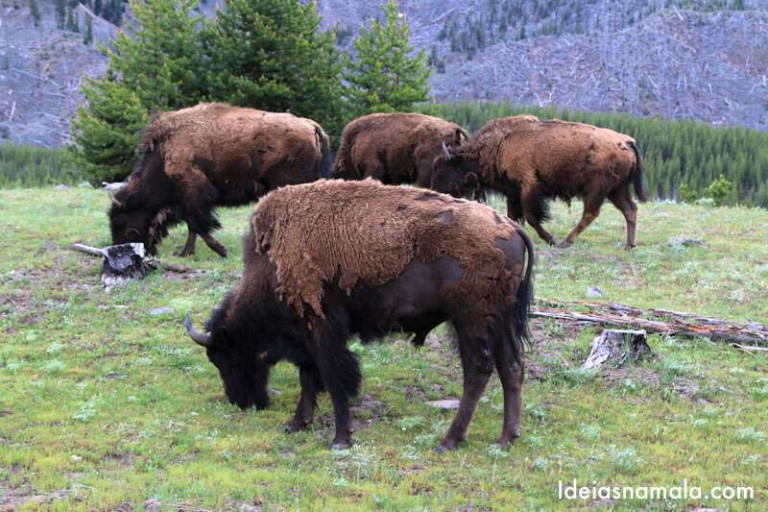 Yellowstone Park em 10 paradas inesquecíveis - Ideias na mala