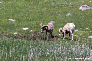 Yellowstone Park em 10 paradas inesquecíveis - Ideias na mala