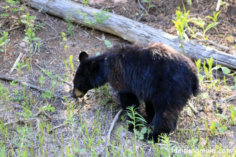 Yellowstone Park em 10 paradas inesquecíveis - Ideias na mala