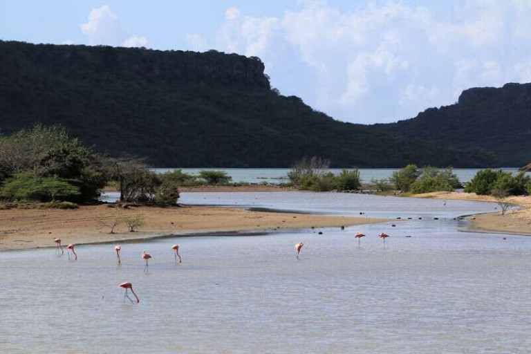 Onde ver Flamingos em Curaçao - Ideias na mala