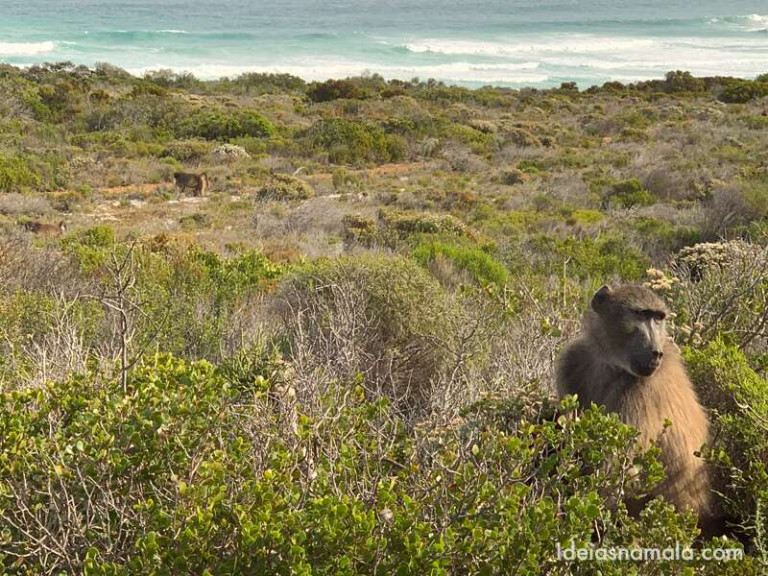 Cape Town: um roteiro completo de 5 dias e dicas para se dar bem