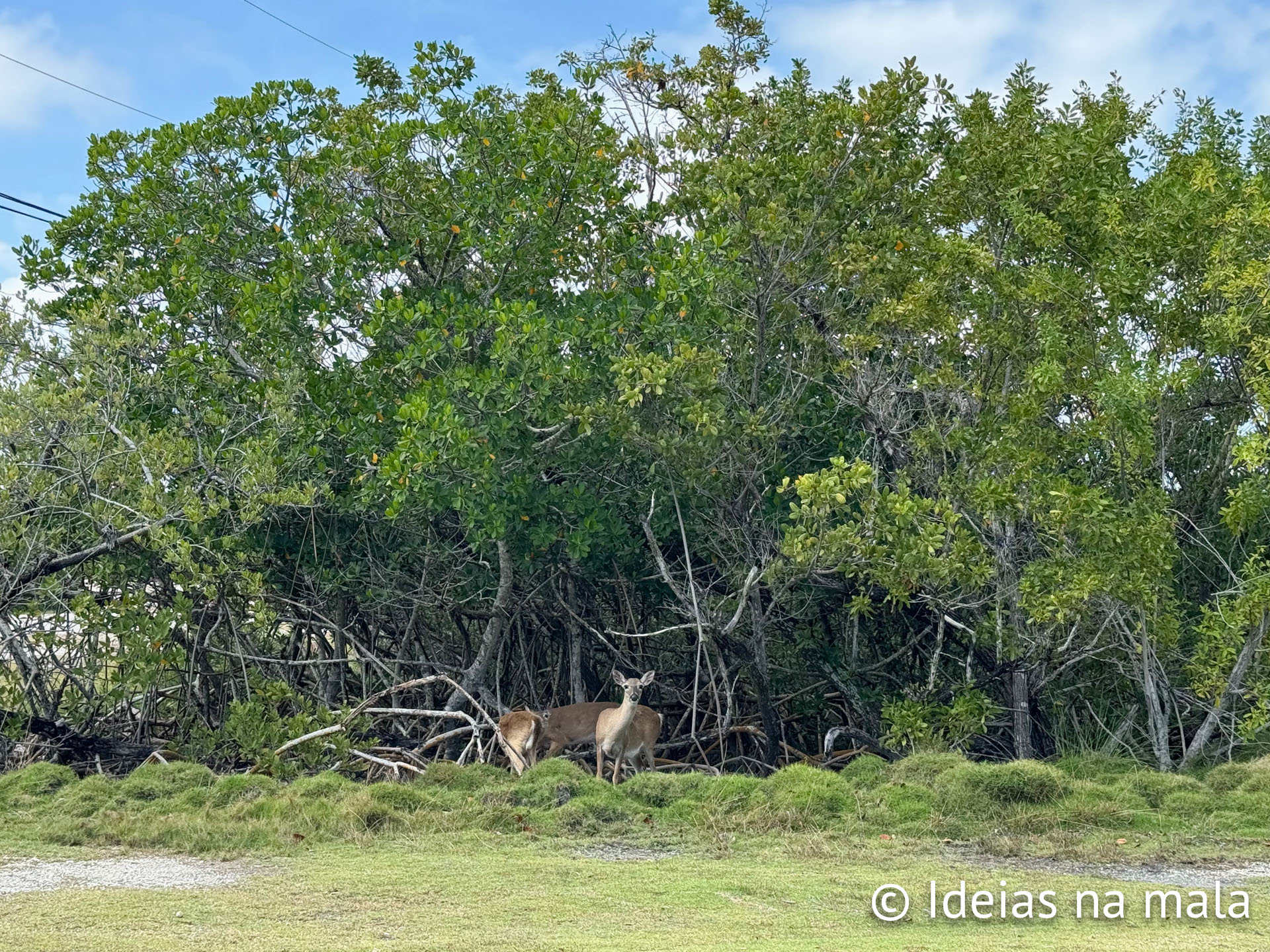 Roteiro pelas Florida Keys: Guia Complet com paradas de Miami a Key West