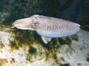 La Rochelle na França: guia completo + Roteiro de 1 dia